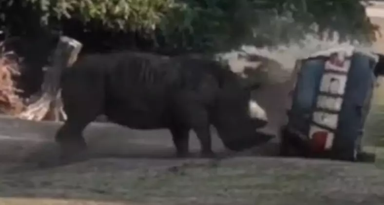 Mbeżżgħin Rhino biddel il-karozza b'impjegat ta 'Safari Park: Video