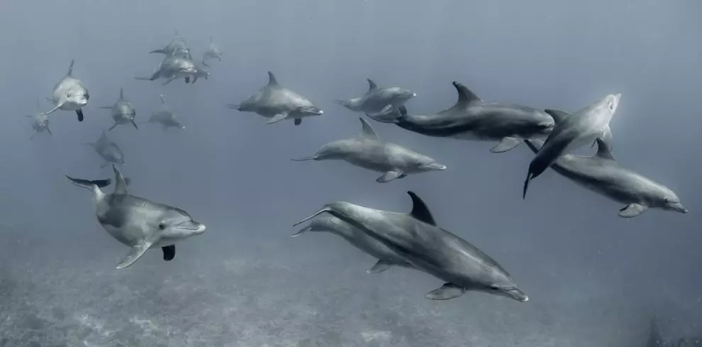 Kodėl turistai naujosios Zelandijos uždraudė buriavimą su delfinais?