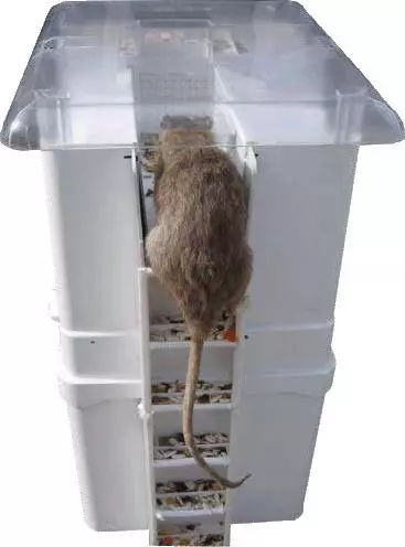 Ekomille-rat-ladder.jpg