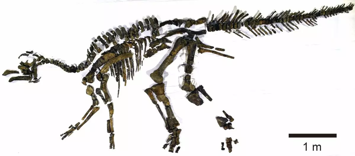"Lagarto divino": en Japón, se encontró un nuevo tipo de dinosaurios impermeables.