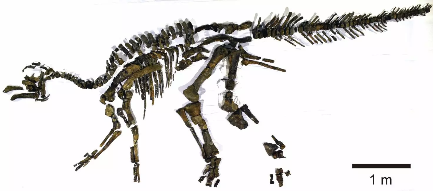 Kamuysaurus Japonicus ။
