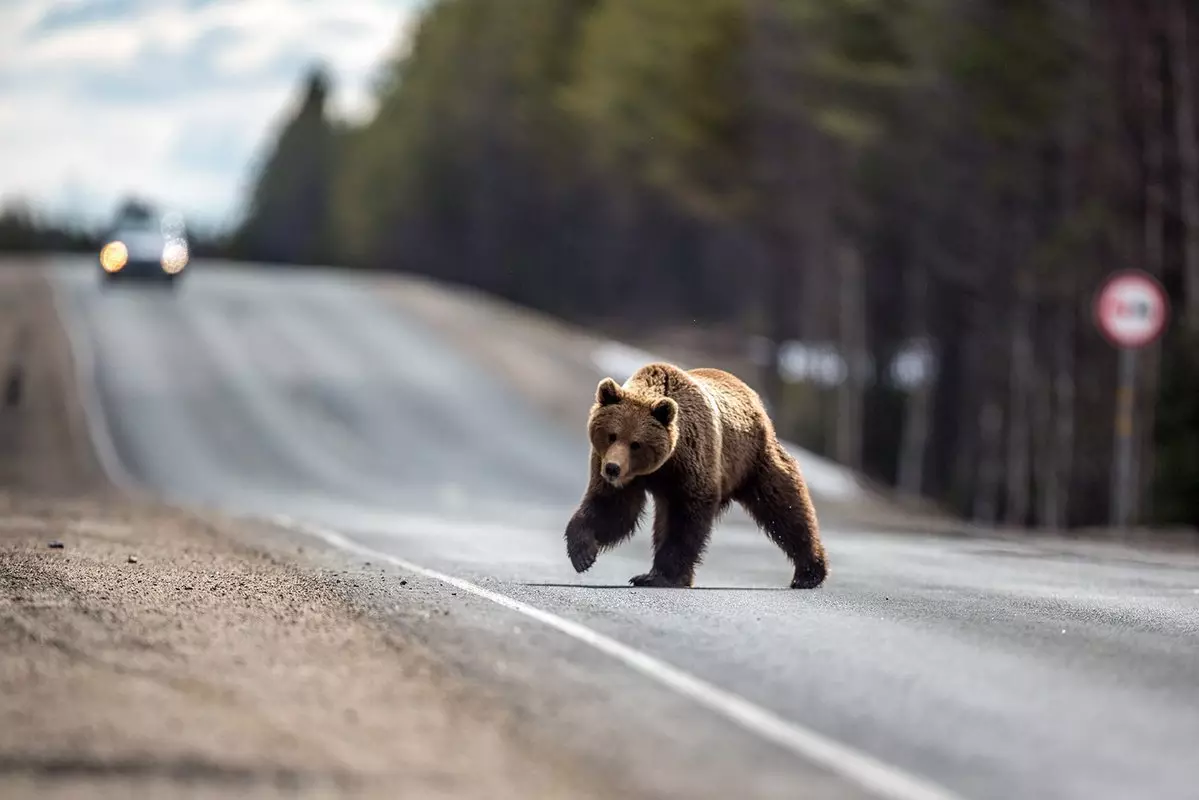 Medvědi stále útočí na lidi. S co je spojeno?