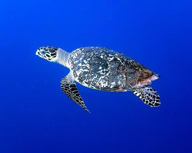 BISS bruņurupucis. Adam / Flickr.com.