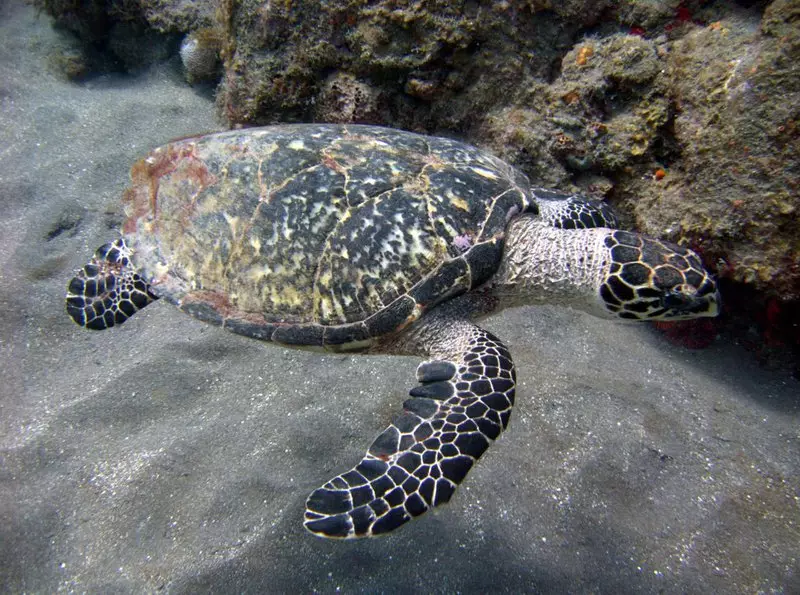 I-Biss Turtle. Wikimedia commons