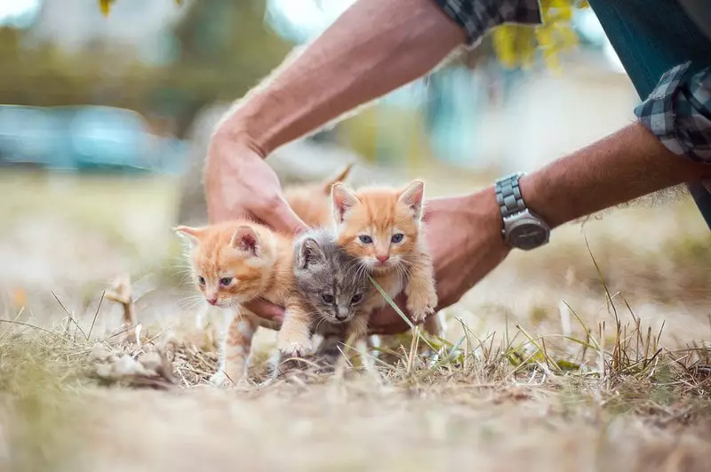 Kittens, Kitten, Man. Պիքսաբայ: