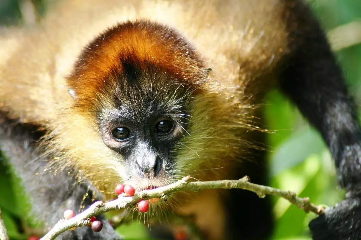為什麼猴子像低濃度的酒精和他們接受的地方？