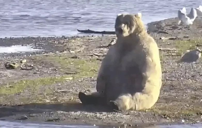 Në Alaska çdo vit ata zgjedhin ariun shumë të trashë. Këtu është një nga kandidatët