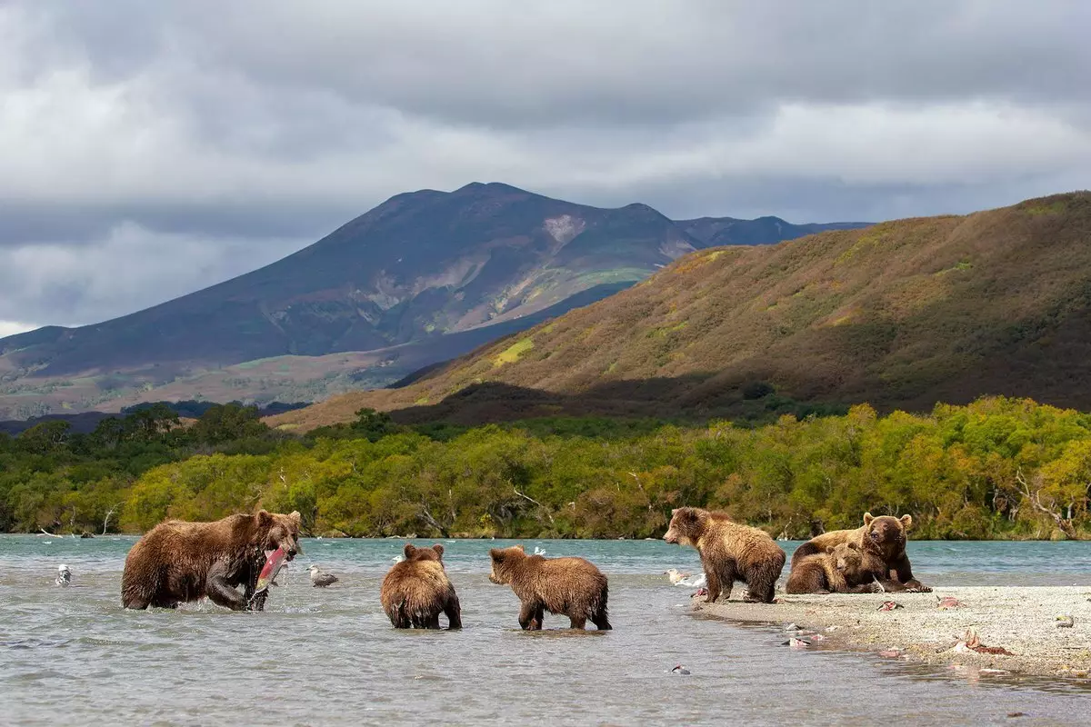 Te veel beren: in Kamchatka worden aangeboden om te beginnen met het schieten van de inwoners van het Kronotsky Reserve