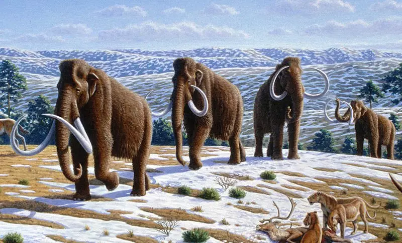 Nedavni mamuti na Zemlji: kje so živeli?