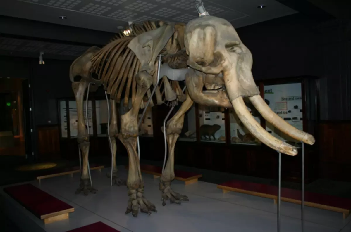 Woolly mammoth (skeleton)