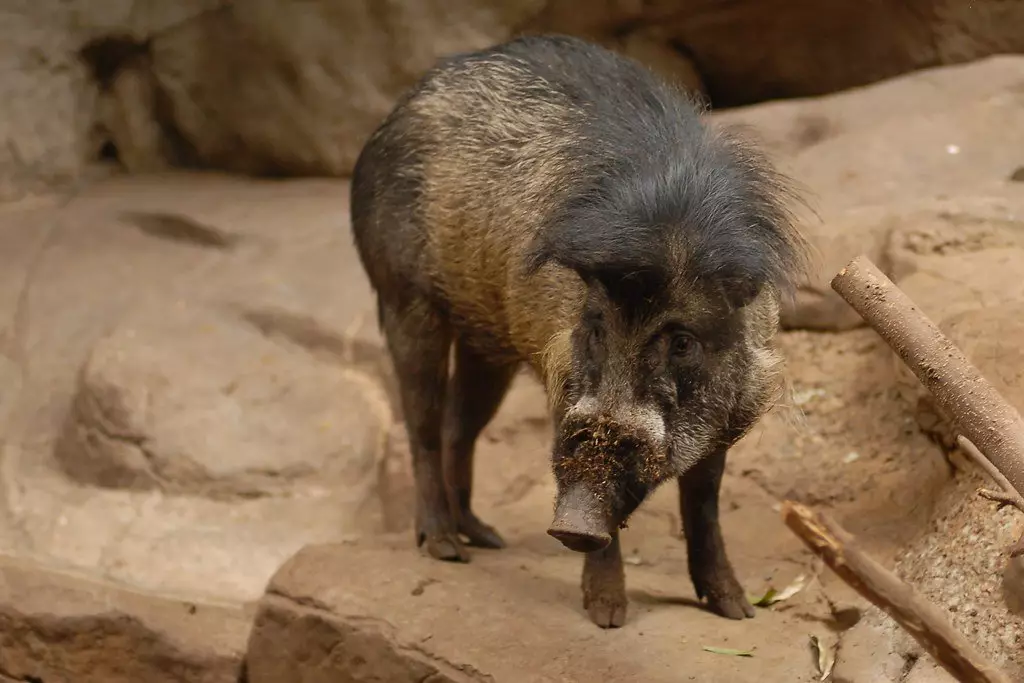 돼지는 도구 사용을 위해 처음으로 돼지였습니다. 비디오