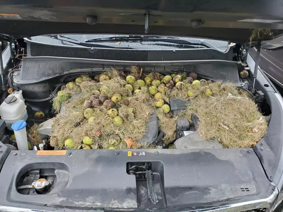 Belicheskov: gnavere gemte en flok valnødder under bilens hætte