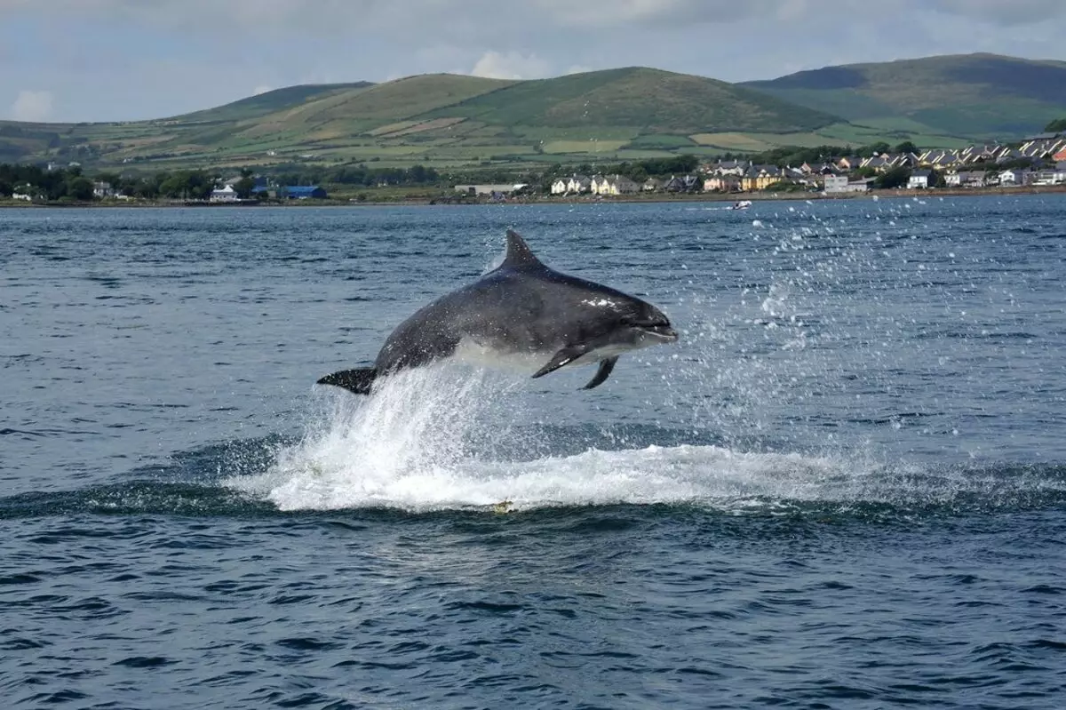 Dolphin Fundji.