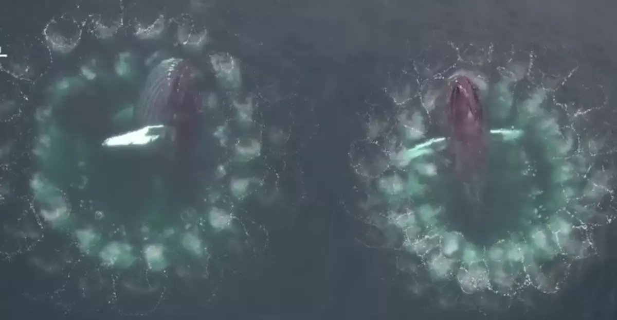 Jak polują na wieloryby z sieciami bąbelkowymi: wideo
