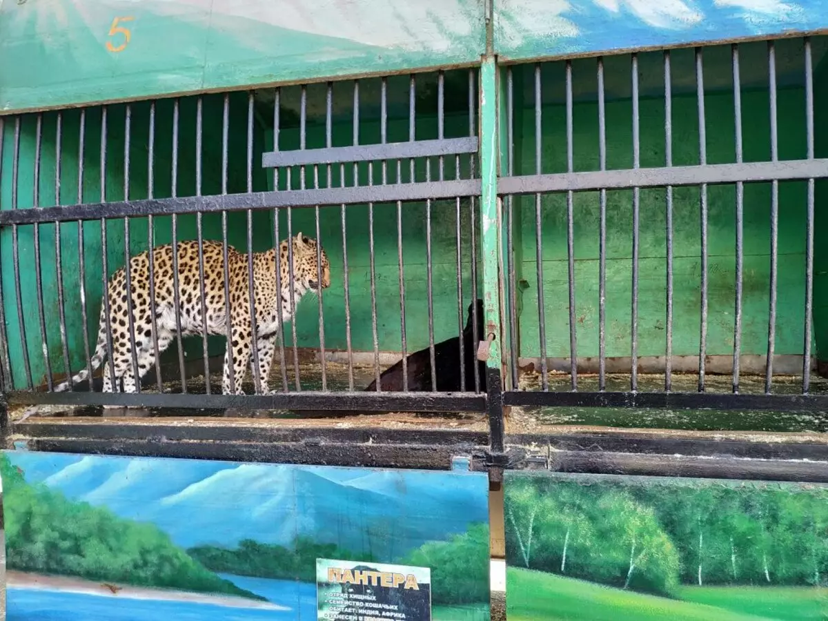 "Κόλαση σε τροχούς" και πάλι στο Astrakhan: Κινητό ζωολογικό κήπο "Safari" εξοργισμένοι κάτοικοι της πόλης