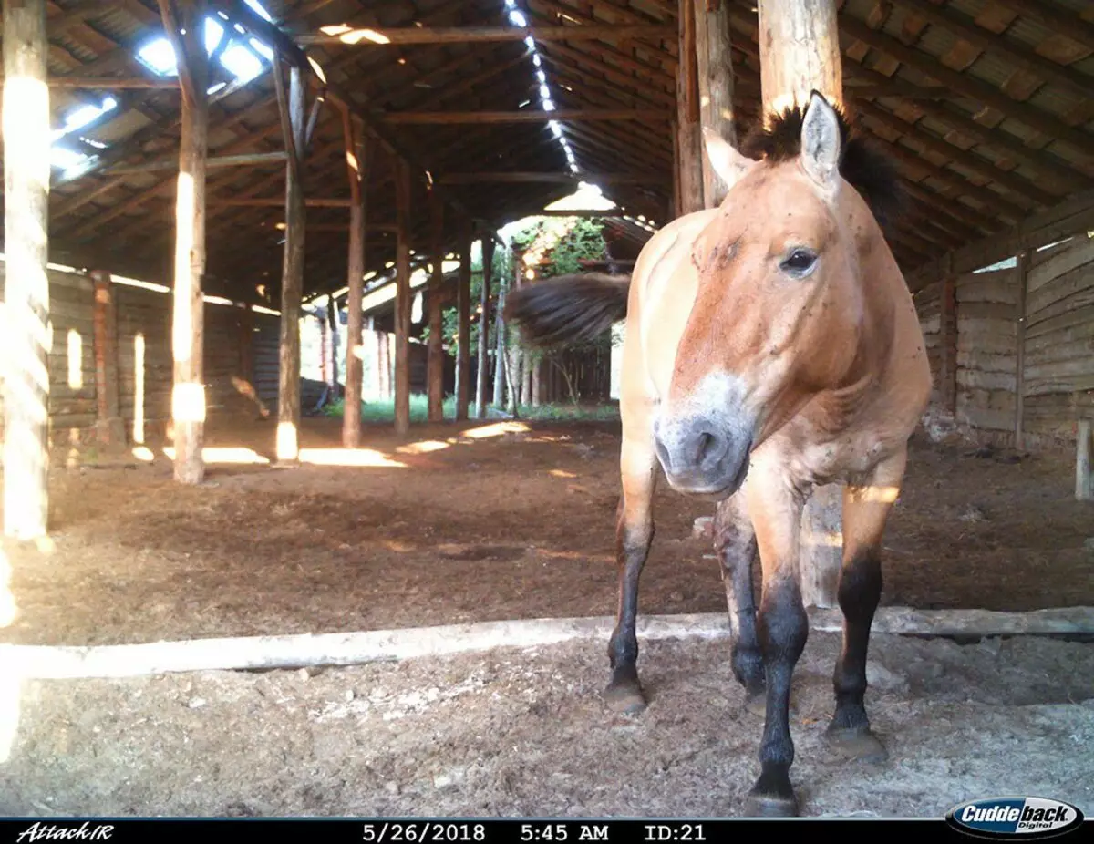 疎外のチェルノブイリ地帯では、Przhevalskyの馬