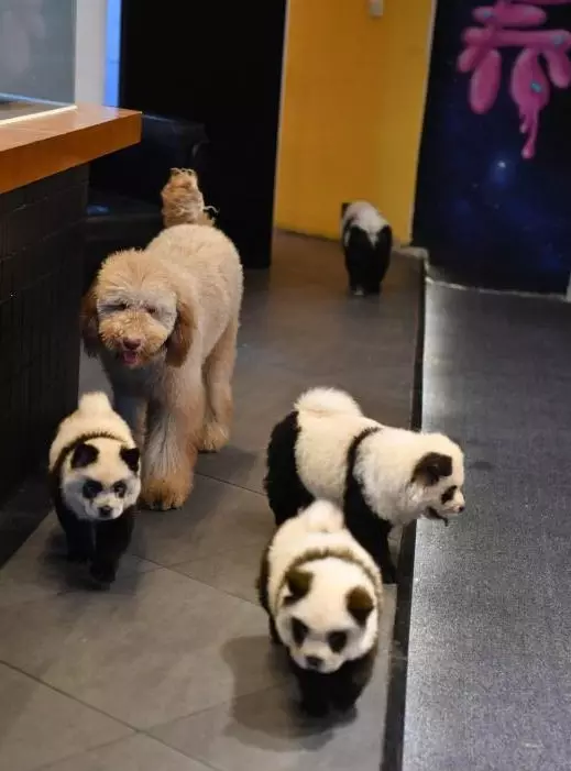 咖啡館的所有者在熊貓的“轉動”狗：視頻