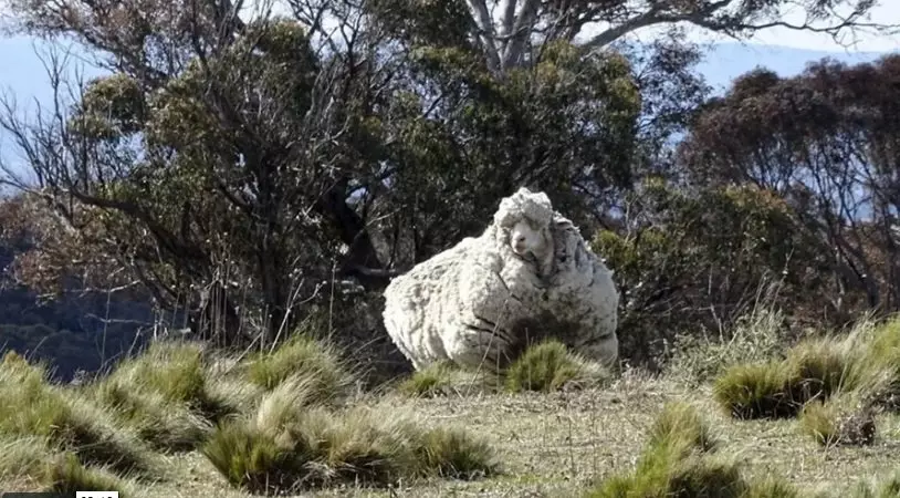 Die zottigen Schafe in der Welt starben in Australien