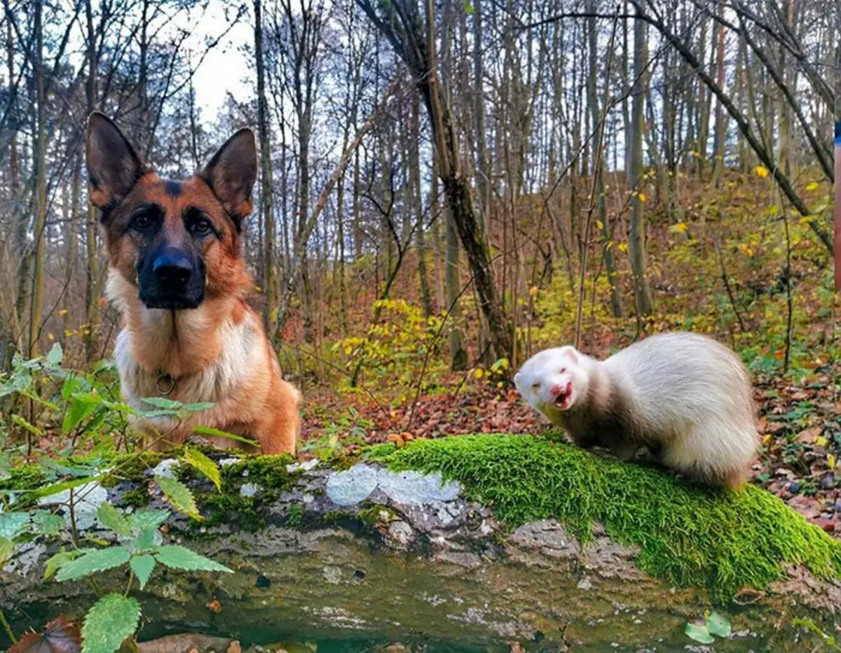 Dog-ferret-Friendship-Nova-and-Pacco-23-5dc29cba8d29Em700.jpg