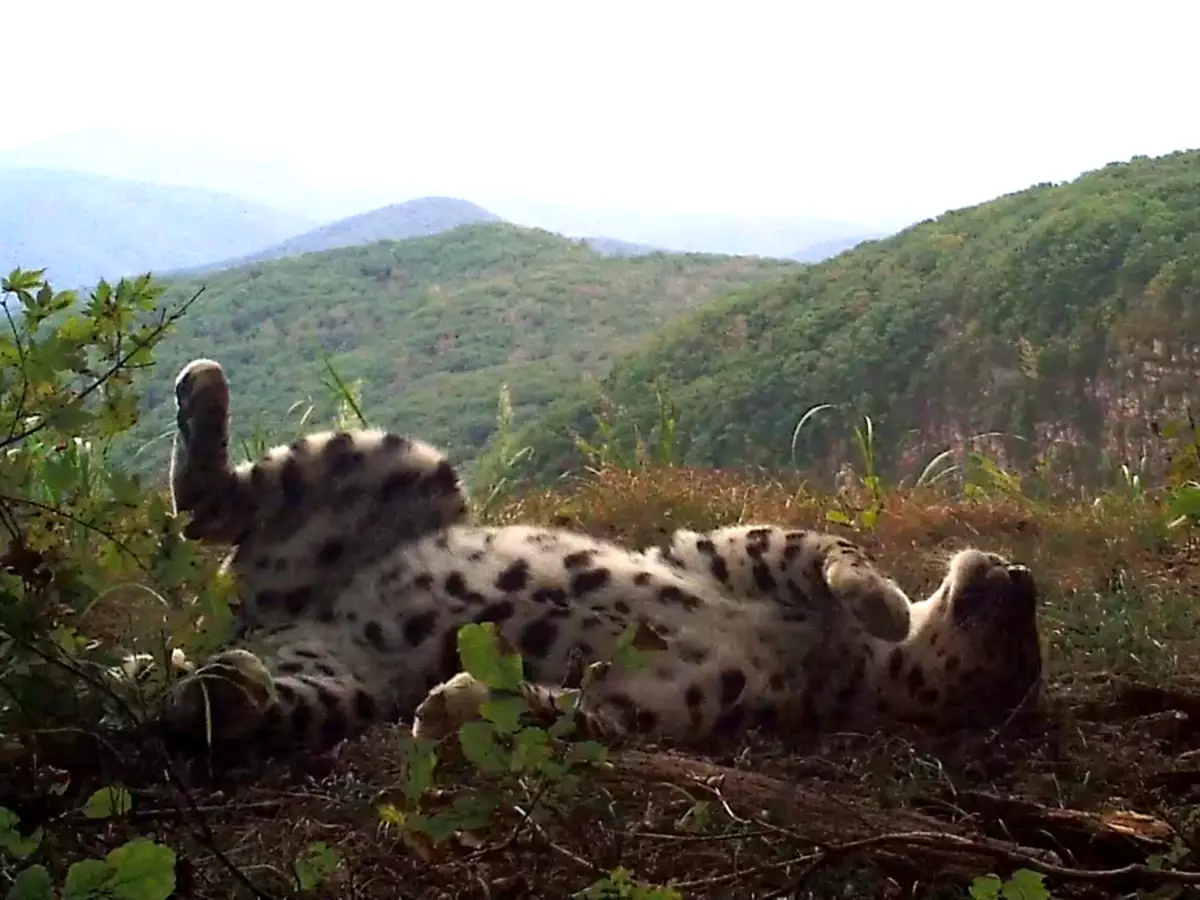 유명한 주님은 "Leopard의 땅"에서 스포츠입니다 : 비디오