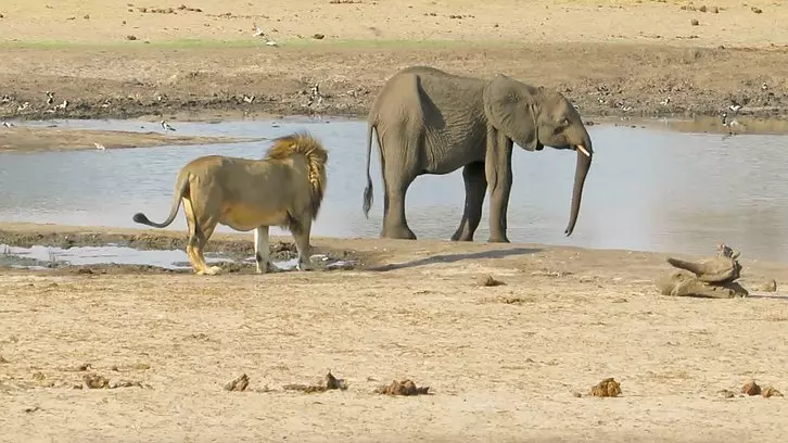 Løve mod en elefant: usædvanlig jagt taktik