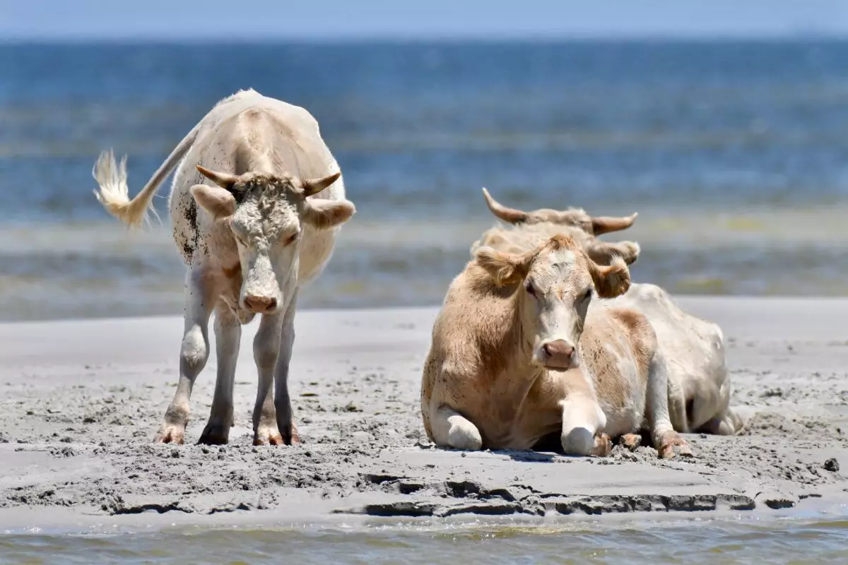 Három tehén, amely Dorian mosott az óceánba, életben volt a Barrier-szigeteken