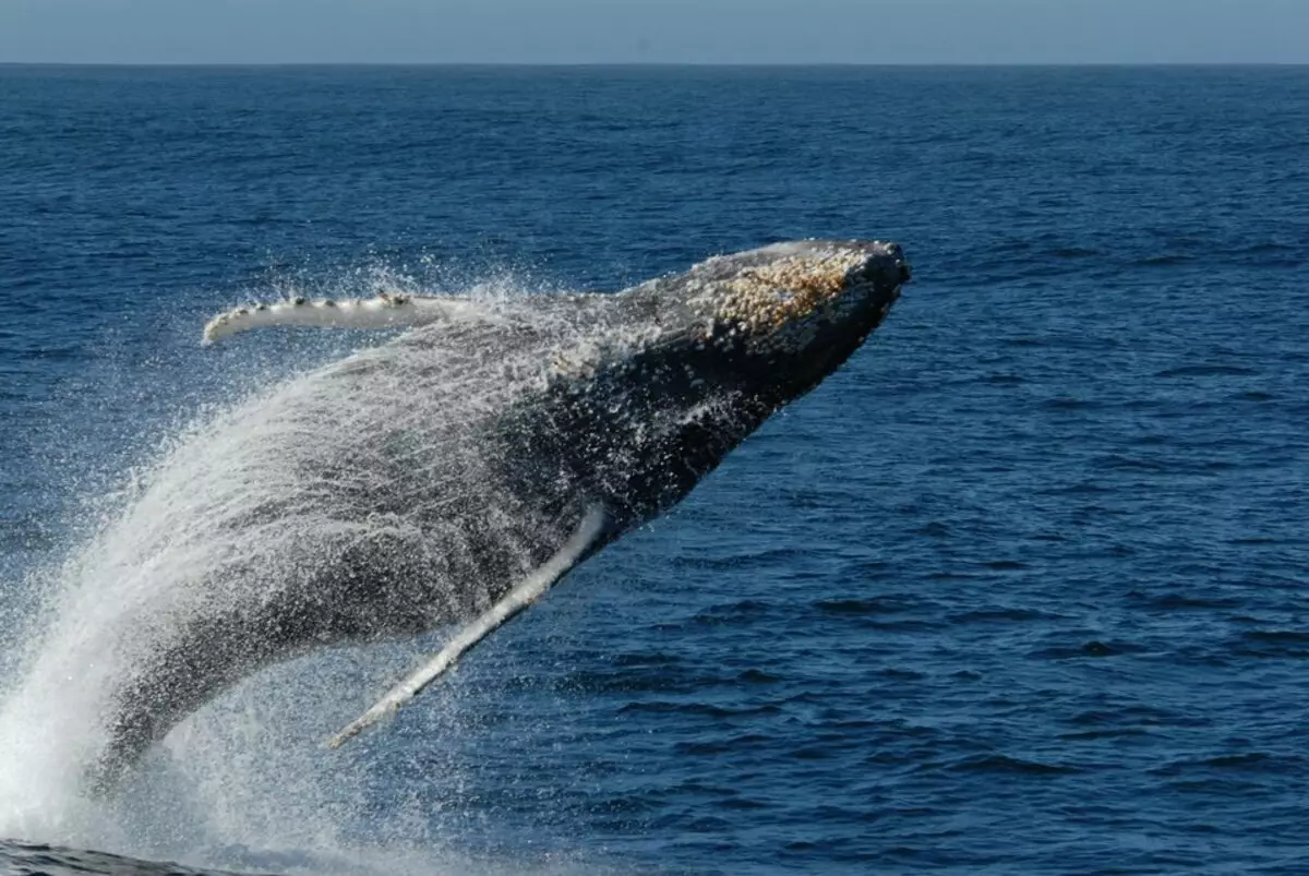 南大西洋的駝背鯨人口幾乎完全恢復了