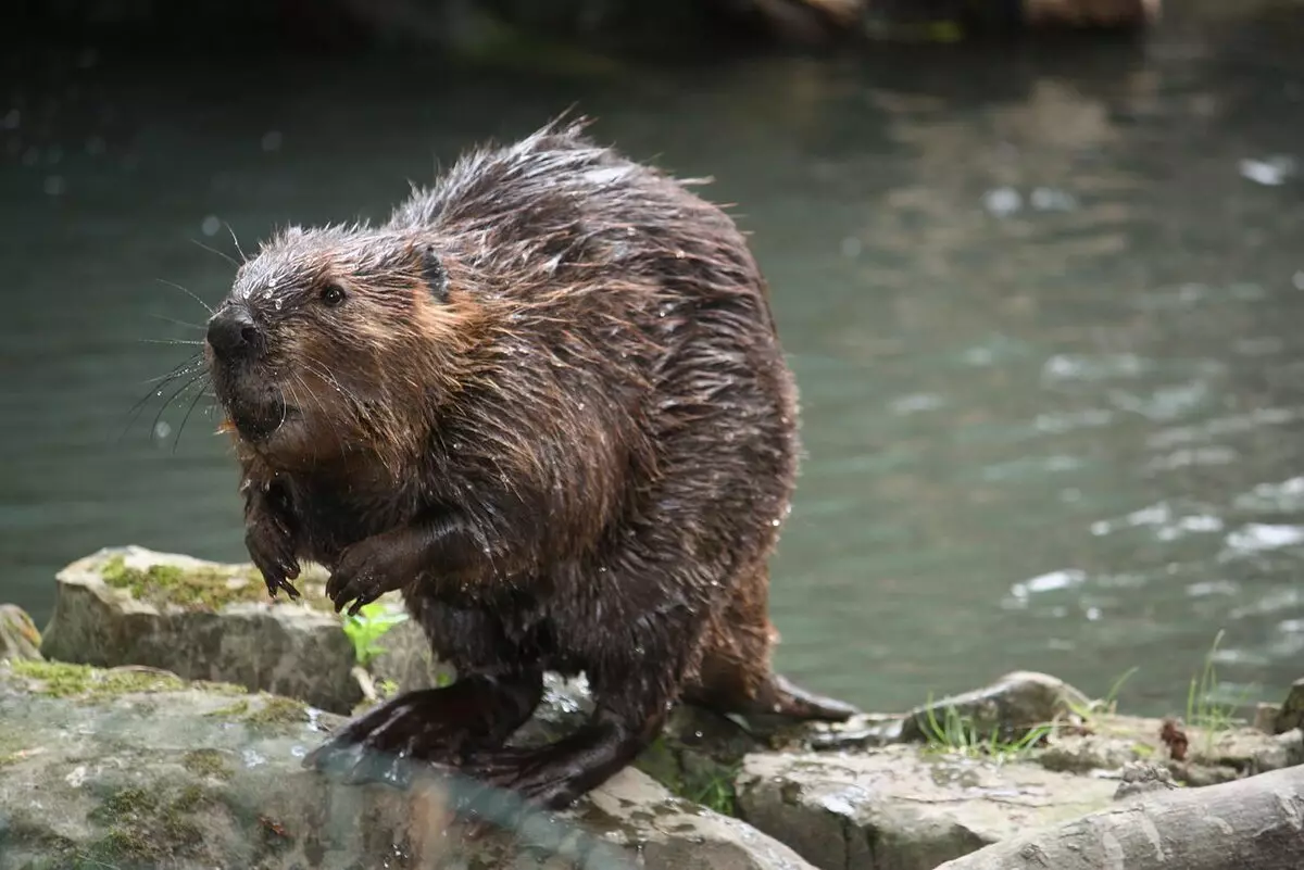 Conas déileáil le tuilte? Sprinkle lámh beaver!