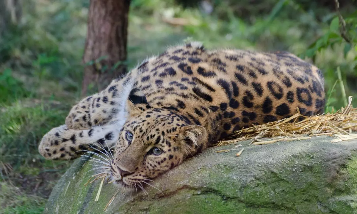 Natparkovi Rusije i Kine ujedinit će napore za zaštitu tigrova i leoparda