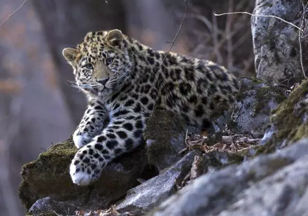 Leopardo del Leopardo Oriente