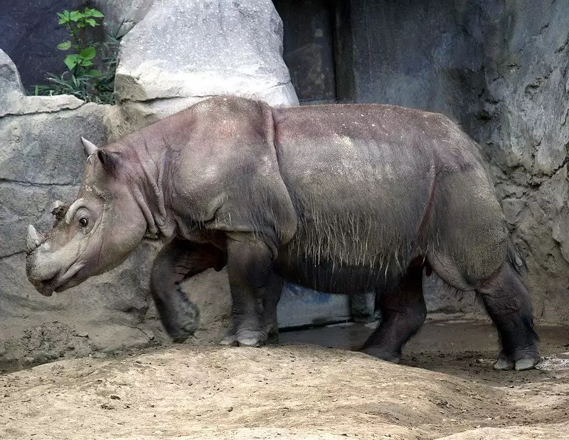 Malaysia starb zuletzt im Land Sumatran Rhino