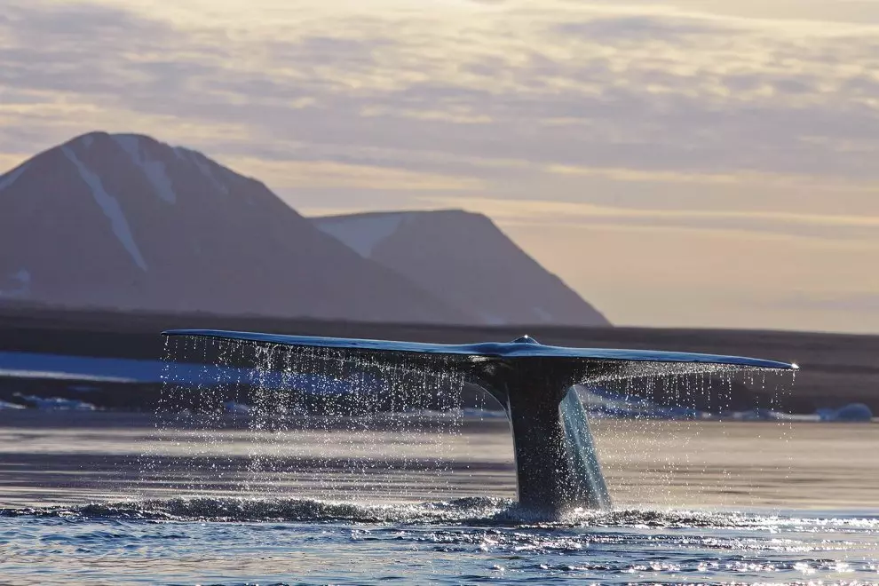 Casos cardíacos: como é o coração das maiores batidas de baleias?