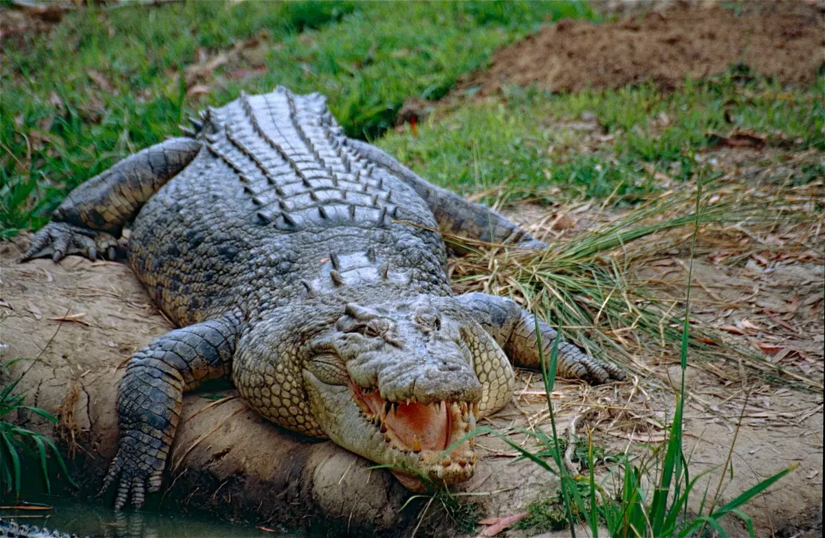 Во Источен Тимор, крокодилите се повеќе ги напаѓаат луѓето