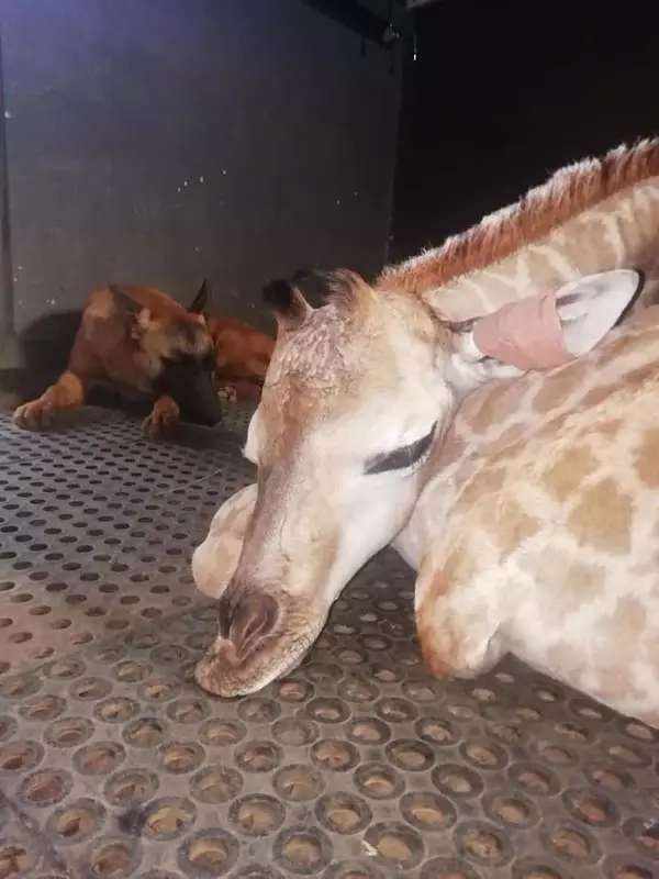 De hond beschermt de geredde siroto-giraffe: video