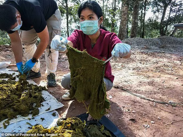 Die oorledene takbokke in Thailand ontdek 7 kg van plastiek in die maag