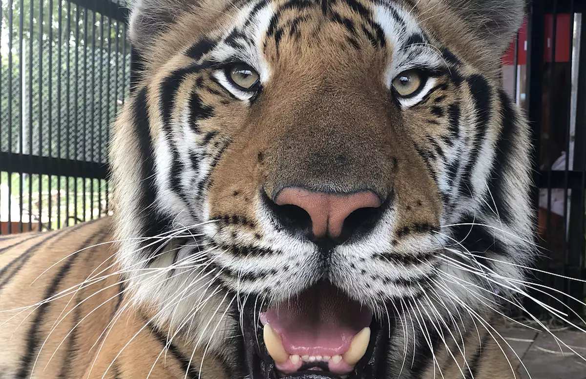 Sê Tigerê Circîsê ji Guatemala re xaniyek nû dît ku ji parêzerên heywanan re spas