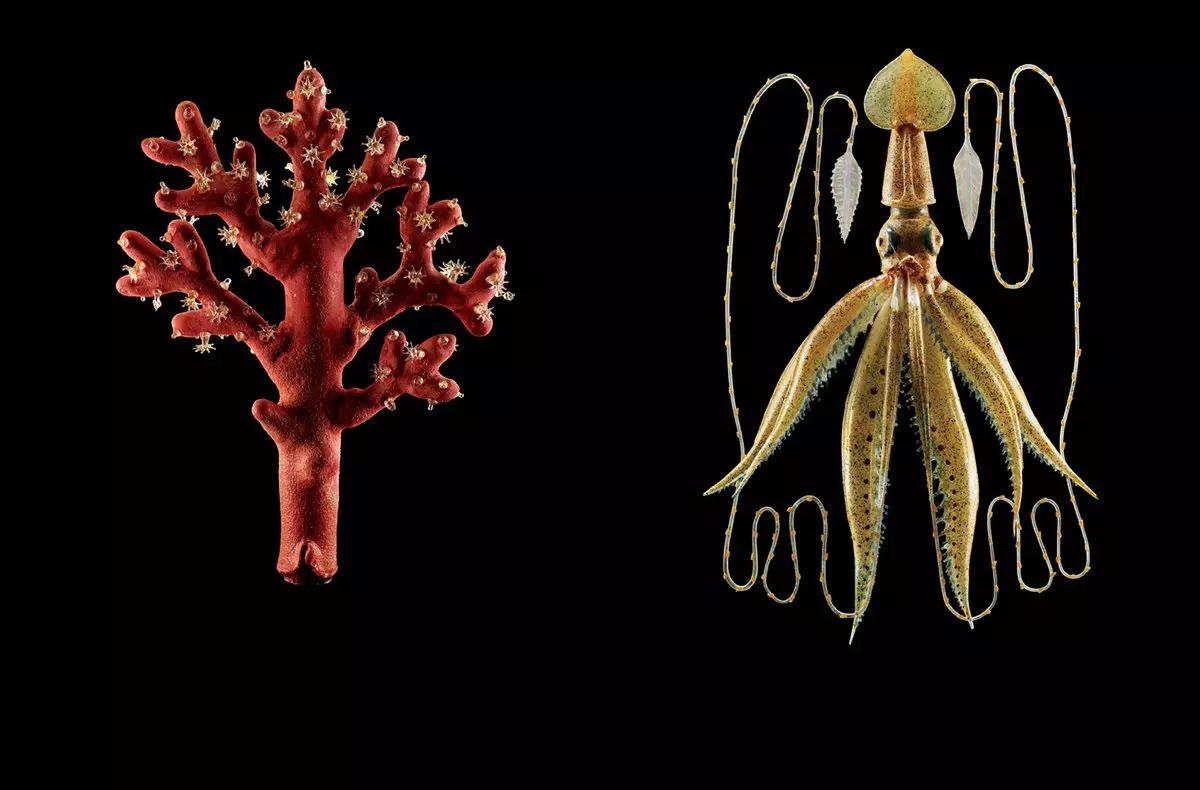 Fantastiske marine dyr fra glas: fotojournal