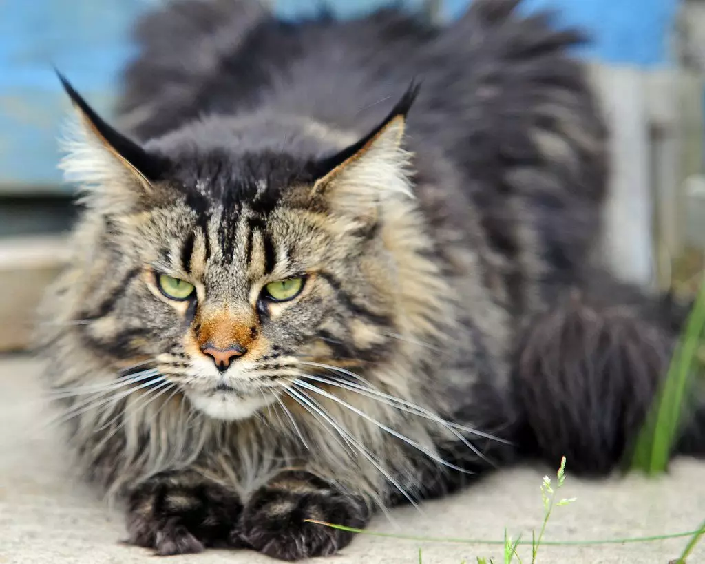 Maine Coon.