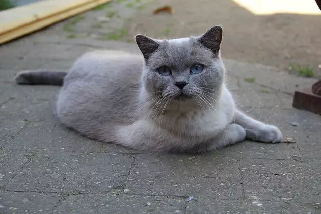 British Shorthair Cat.