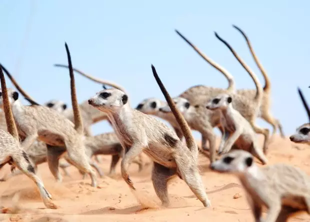 Brutal meerkats "dans" före slaget. Och det hjälper till att vinna!