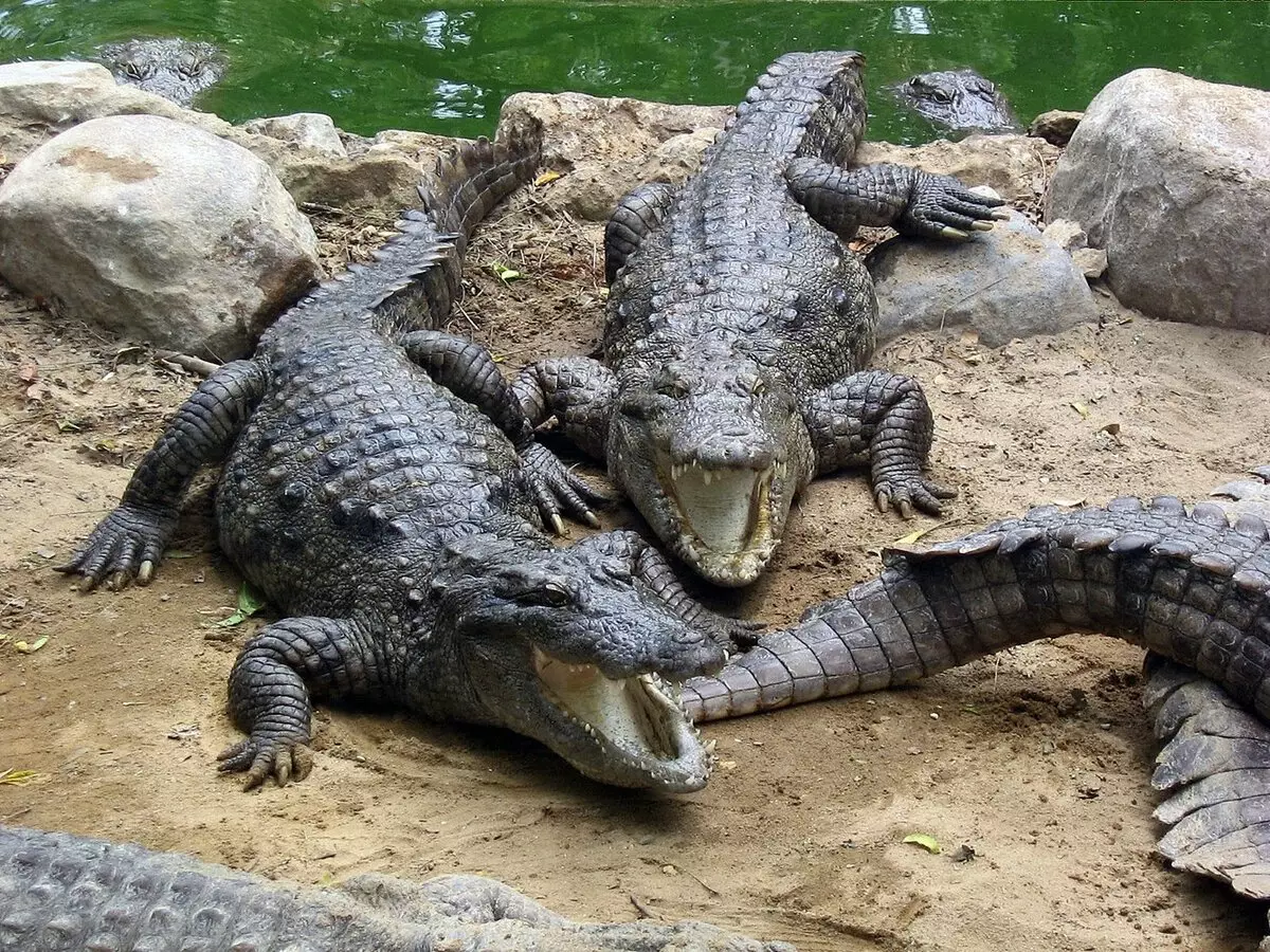 Krokotiilit