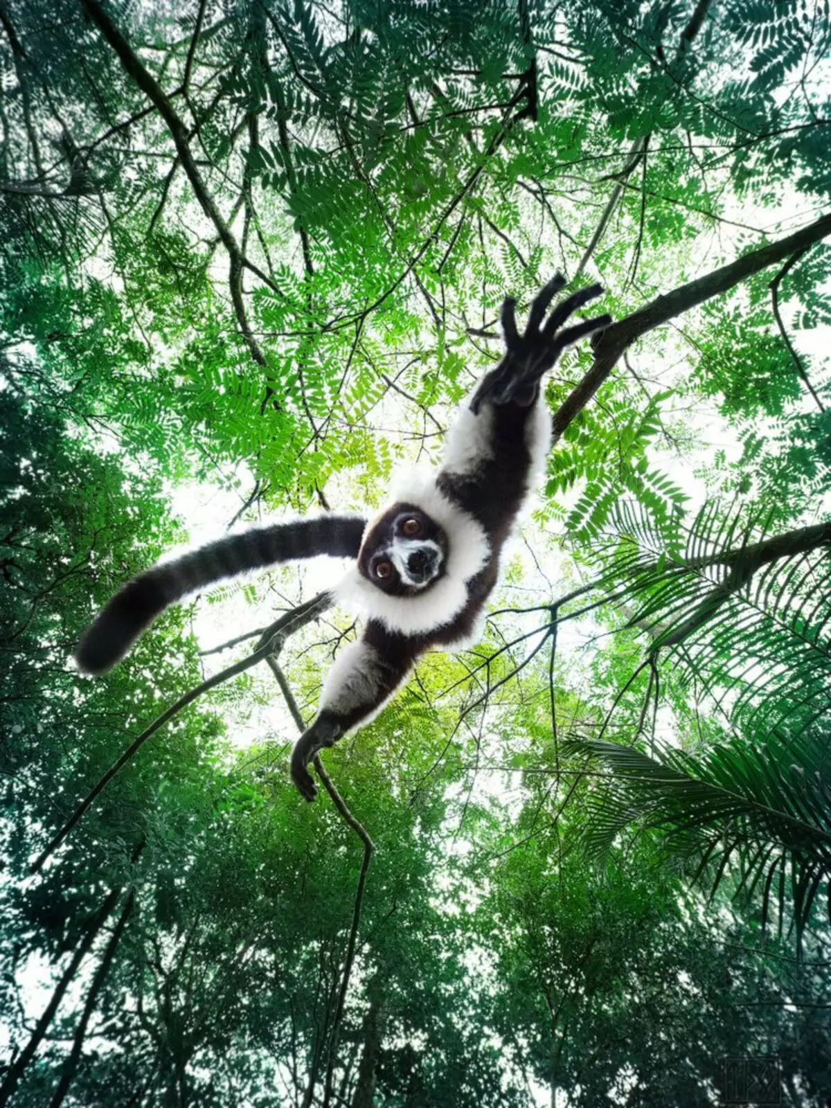 lemur. Victor Ivanov.