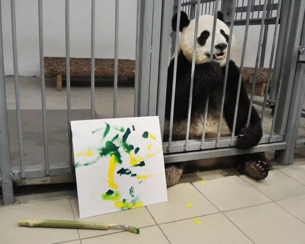 Kako učiti Panda, da bi narisal? Izkušnje v Moskvi Zoo