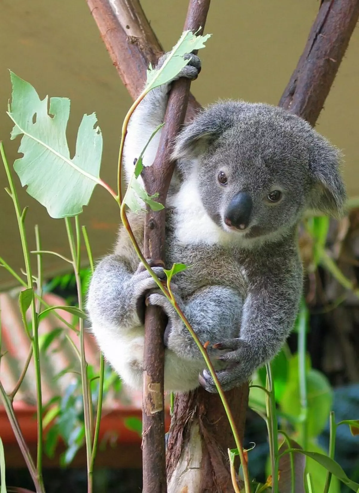 Cubs Koala.