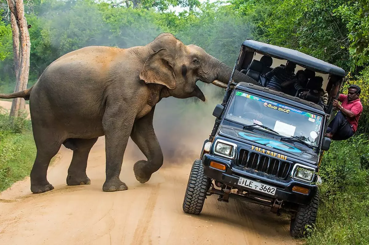 Elefante quasi alluvito il turista che voleva fare con lui selfie: video