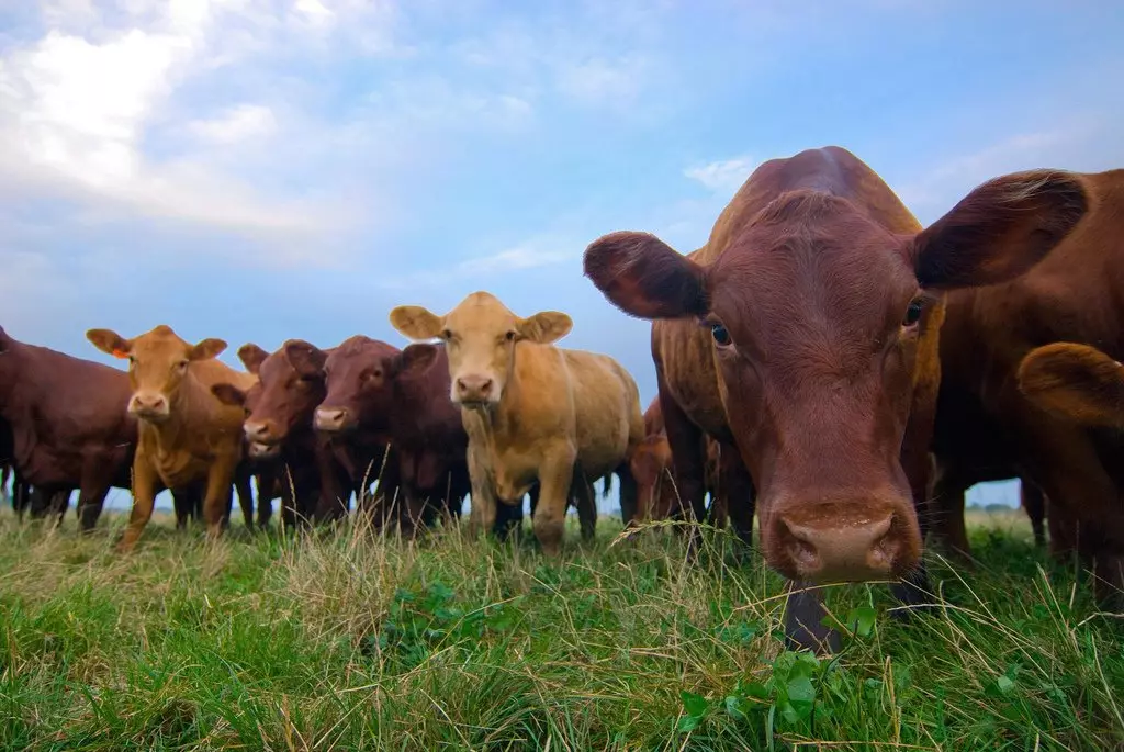 Saponi - Segno di consenso: gli scienziati hanno analizzato per la prima volta i voti delle mucche