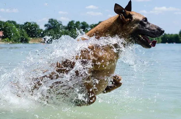 કૂતરો પાણી pixabay.