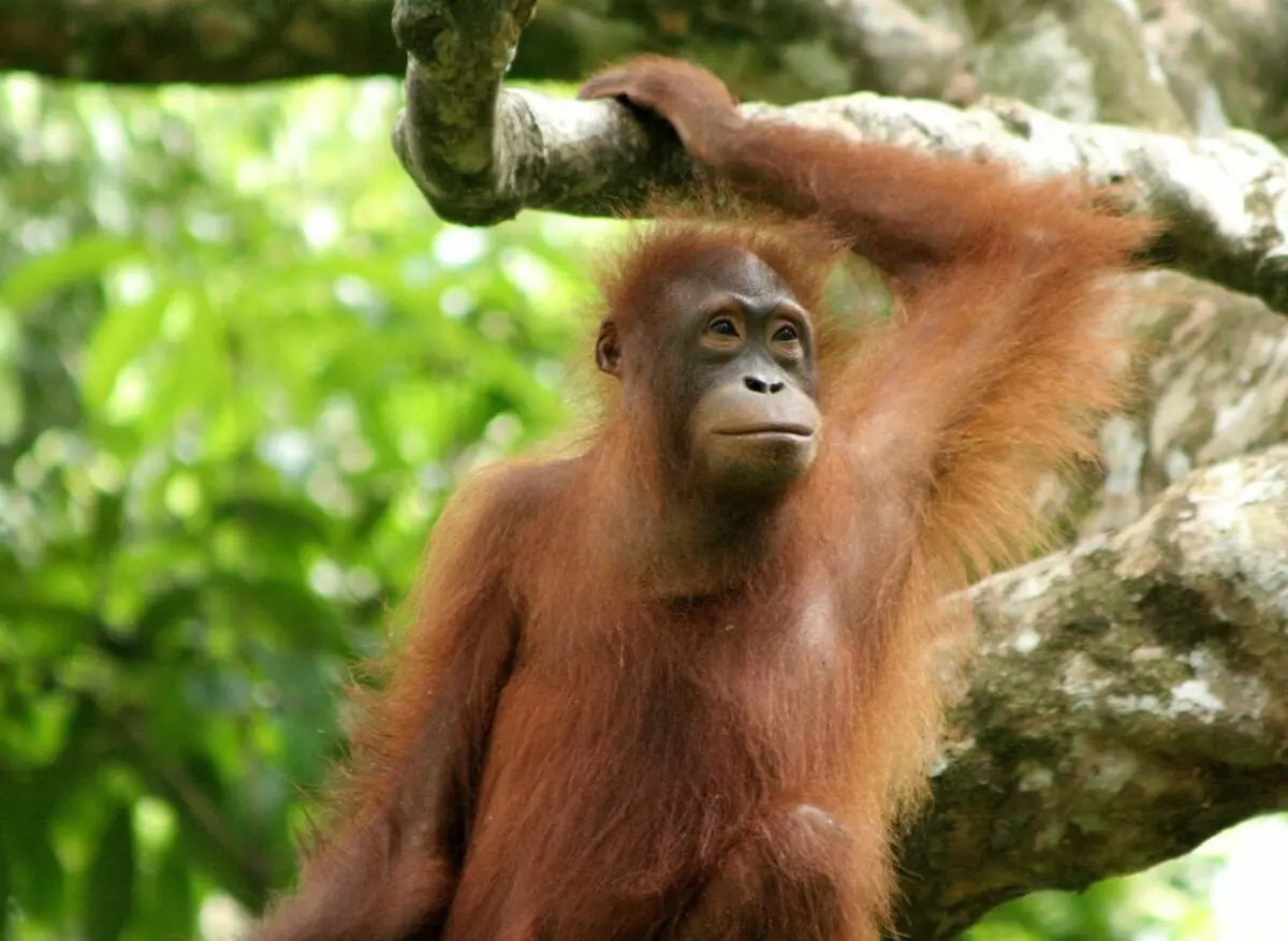 "Centrum dla wielkich małp": gdzie pierwotnicze przychodzą po filmowaniu w filmach i klipkach