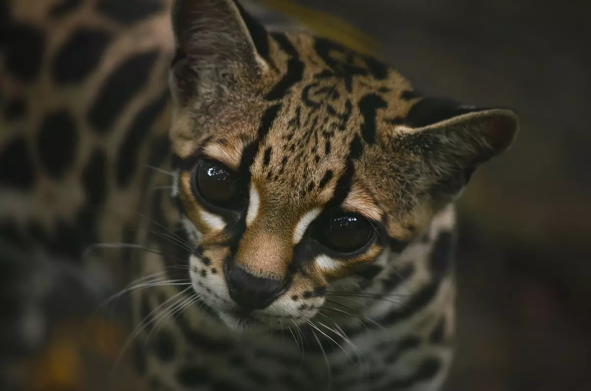 Halala, uneMargay: I-kitten engandile yazalwa e-Novosibirsk Zoo
