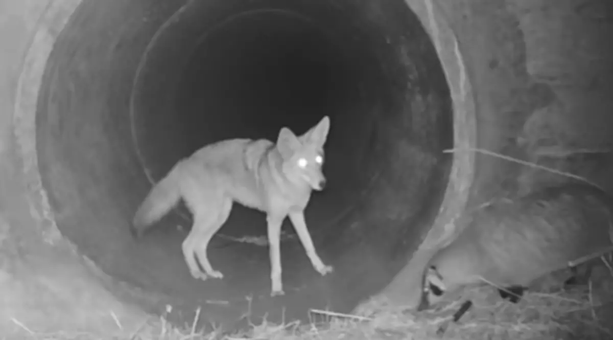 Bagaimana Coyote Barcuke membantu: Video